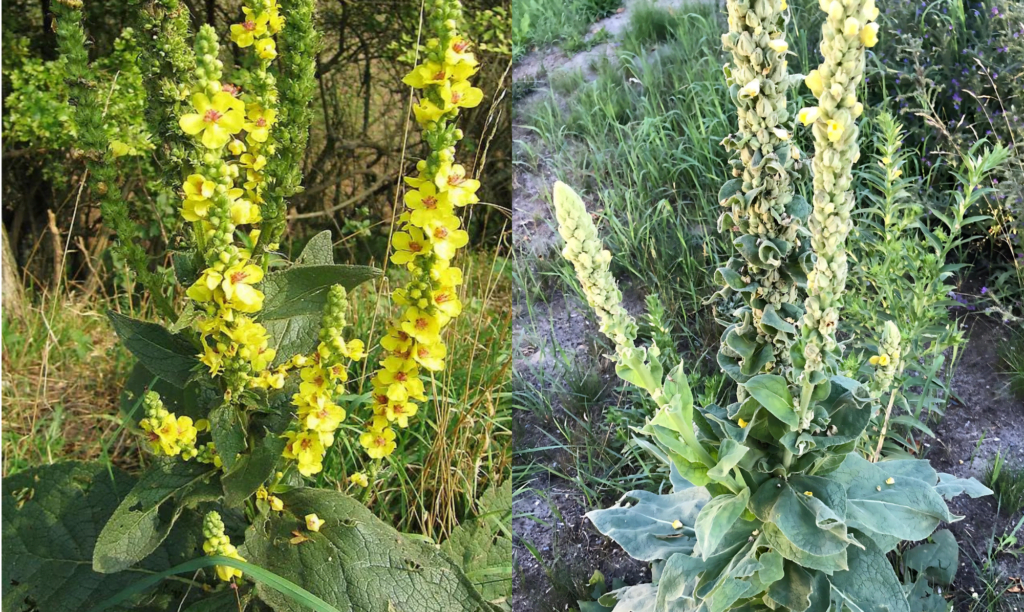 Las maravillas del gordolobo: una guía completa de sus beneficios y ...