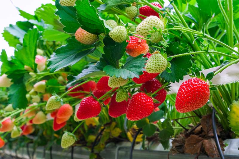 Cultivando un dulce éxito: una guía completa para plantar, cultivar y ...