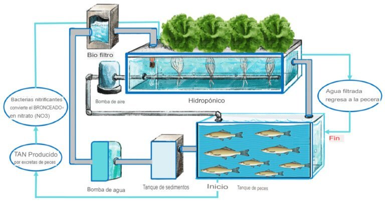 Una guía completa sobre acuaponía: cultivo de plantas y cría de peces ...